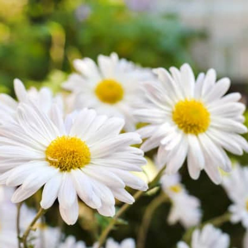 11 Manfaat Chamomile untuk Kulit dan Tubuh