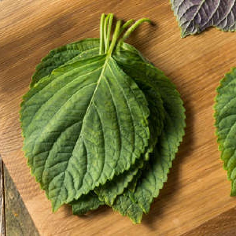 Apa Itu Perilla? Ini Manfaat Perilla untuk Kulit Wajah